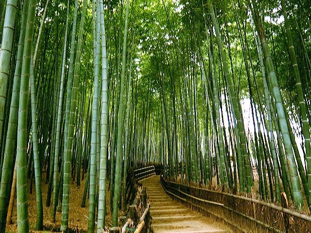 Plant Trivia Fastest Growing Plant Is Bamboo